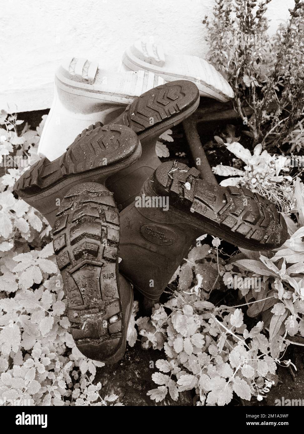 Wellies wellington boots hi-res stock photography and images - Alamy