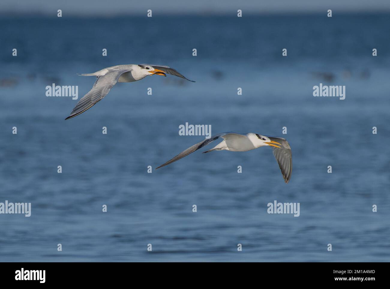 Two Royal terns, Thalasseus maximus, in flight, one with fish, over ...