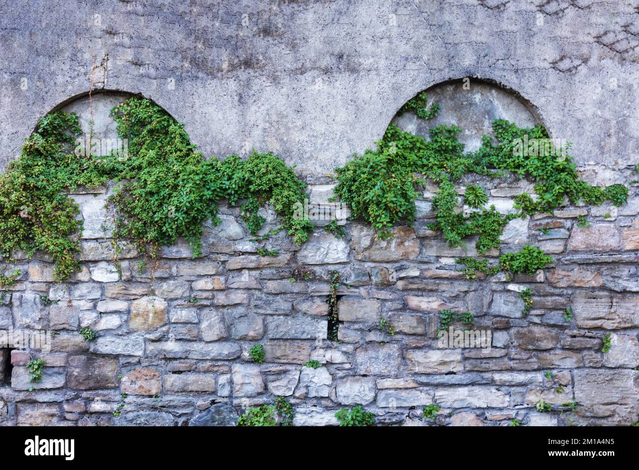 A gray cobble stone wall with green bushes hanging on top of it Stock ...