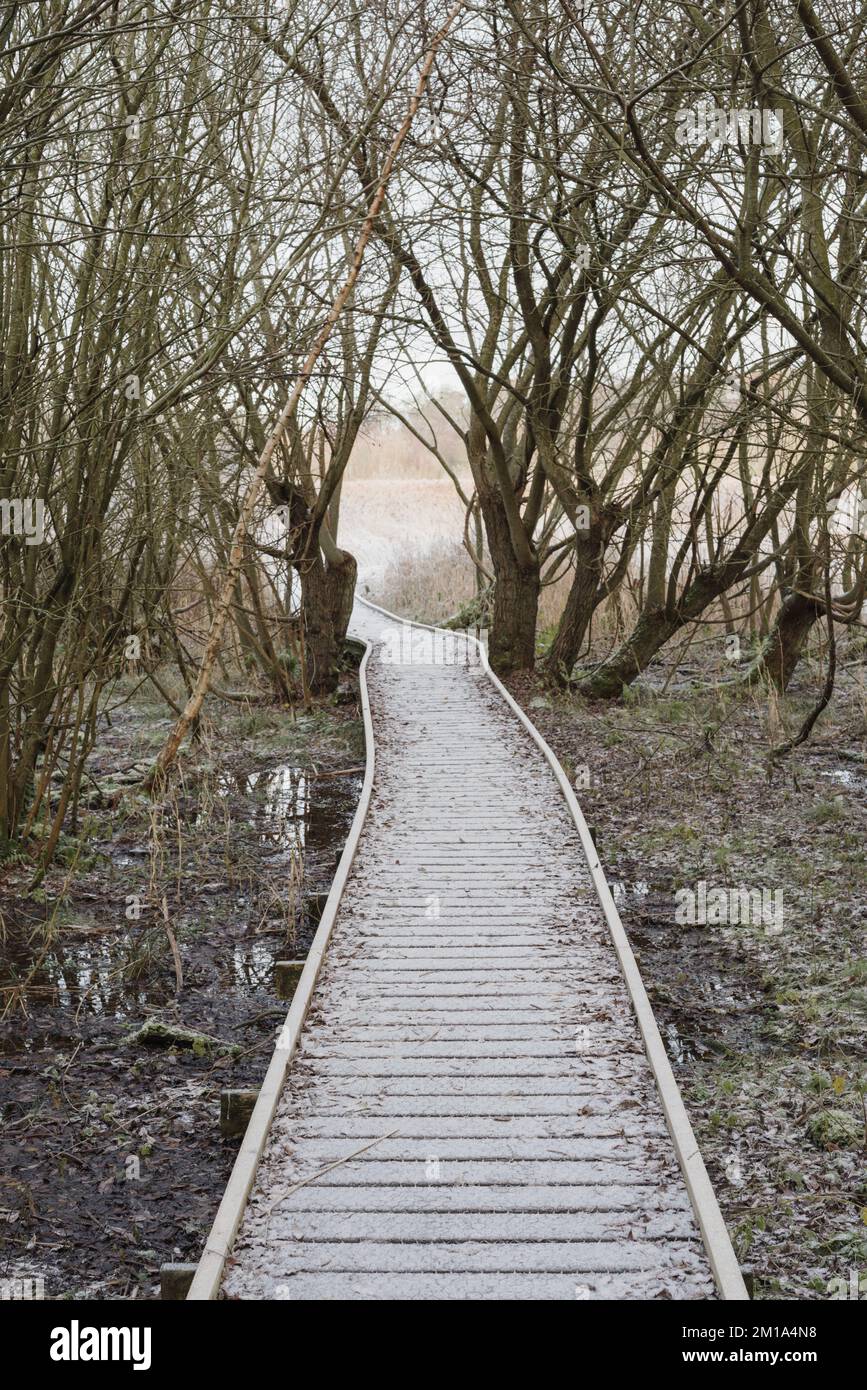 Frosty Woodland Path, Northumberland Stock Photo - Alamy