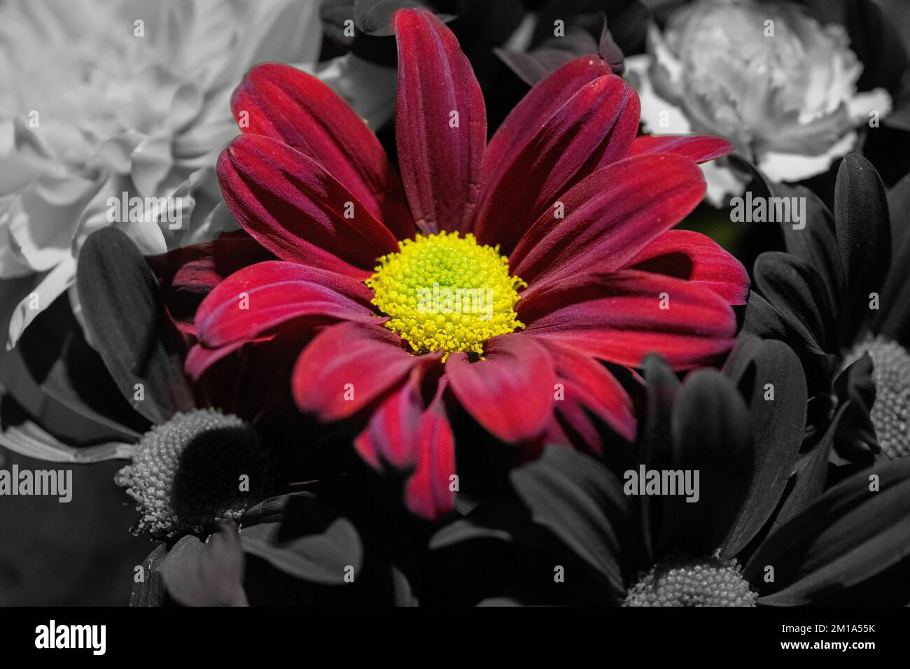 Aldi flowers hi-res stock photography and images - Alamy