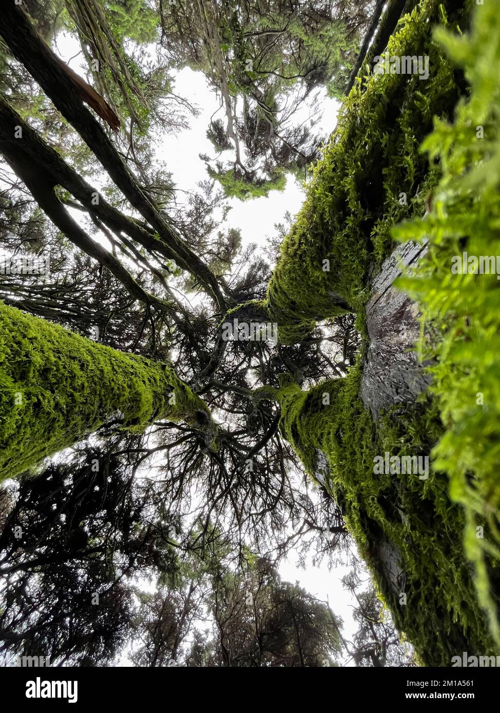 Bottom view of tall old trees in a forest Stock Photo - Alamy