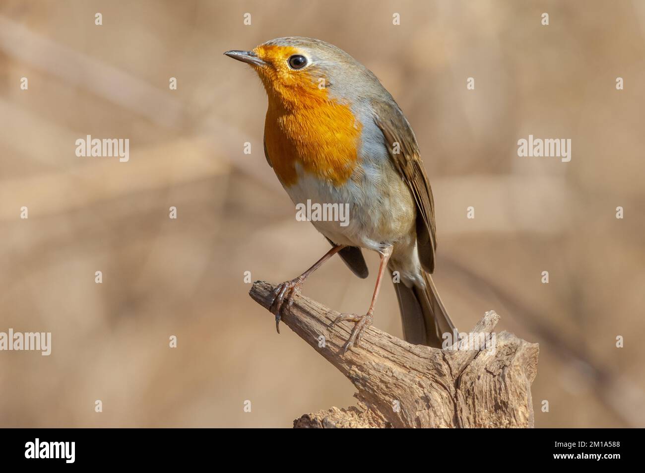 European Robin (Erithacus rubecula) resting in the forest in winter ...