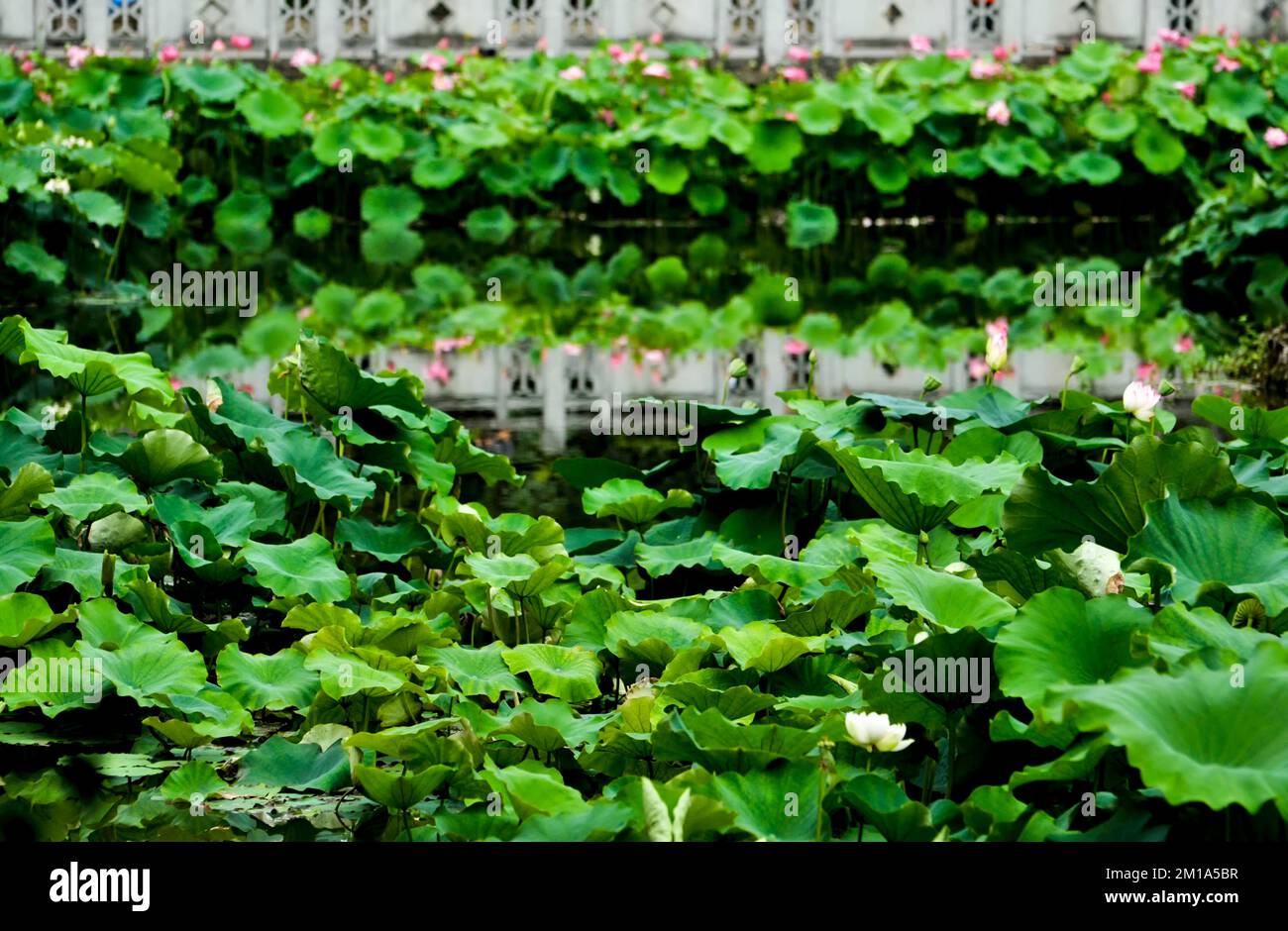 Rose beauty logo vector hi-res stock photography and images - Alamy