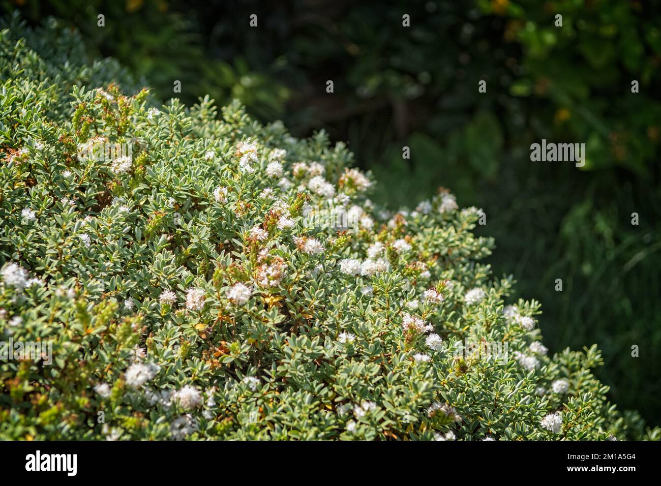 Sunlit blossoming Hebe bush in foreground; greenery in background, our ...