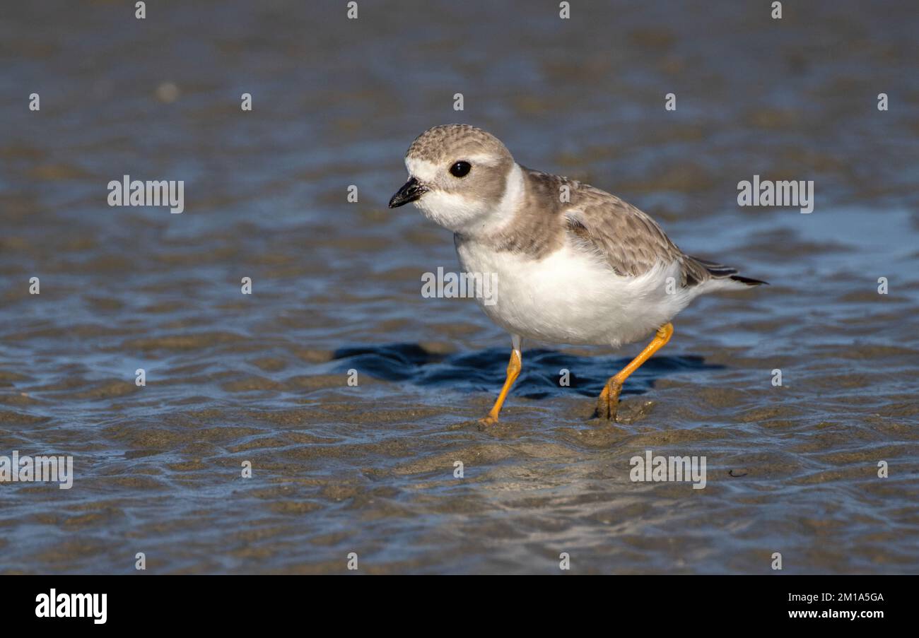 Piping plover, Charadrius melodus, feeding along the shore of a saline ...