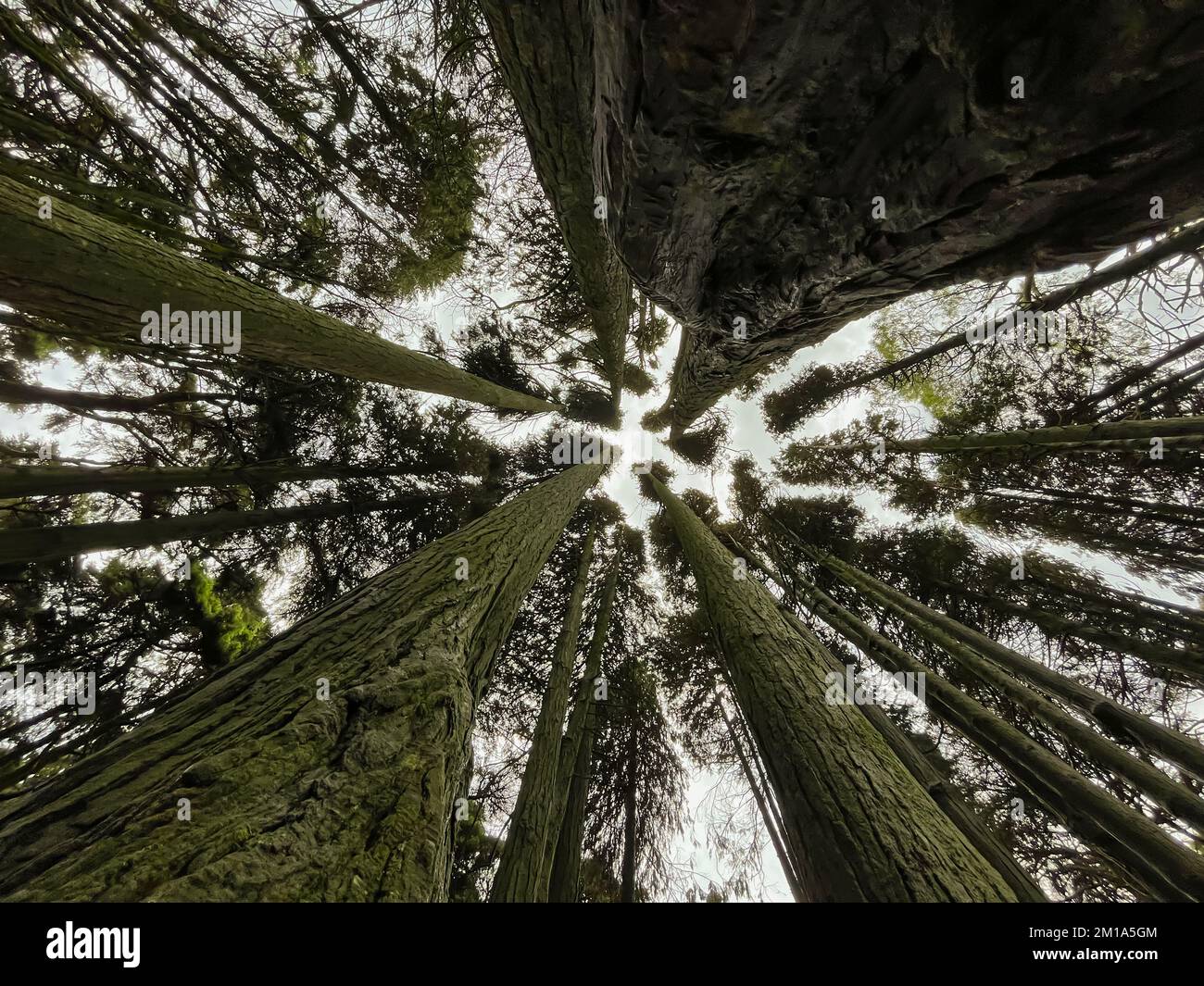 Bottom view of tall old trees in a forest Stock Photo - Alamy