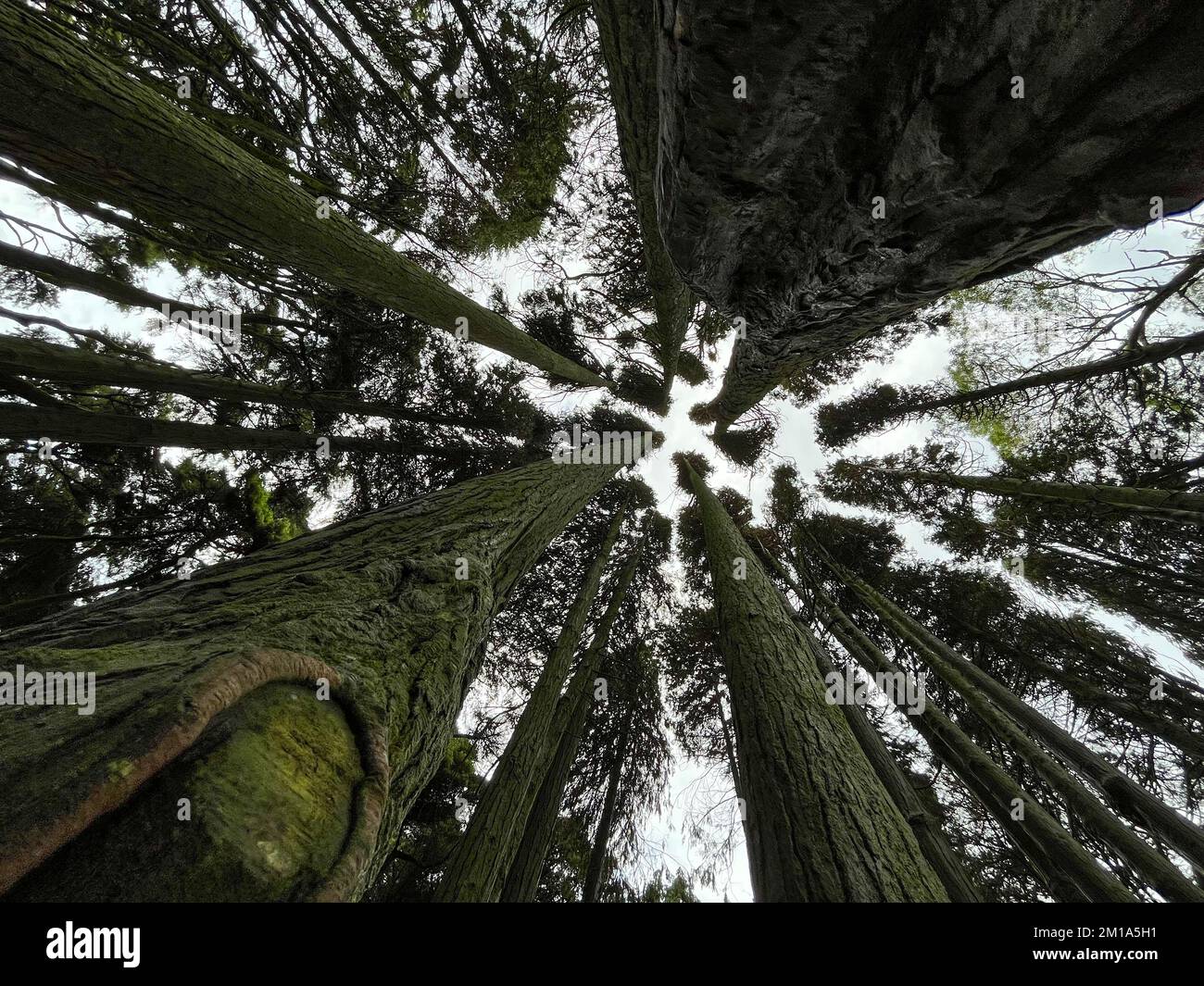 Bottom view of tall old trees in a forest Stock Photo - Alamy