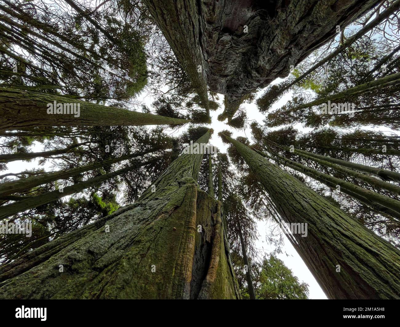 Tree top bottom view hi-res stock photography and images - Alamy
