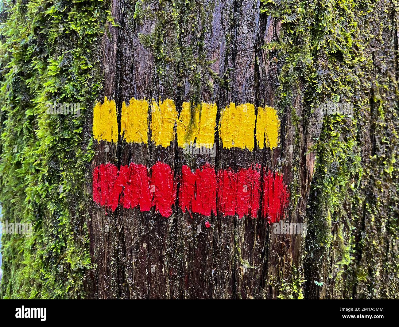 Hiking trail sign (red and yellow colours) painted on a tree trunk ...