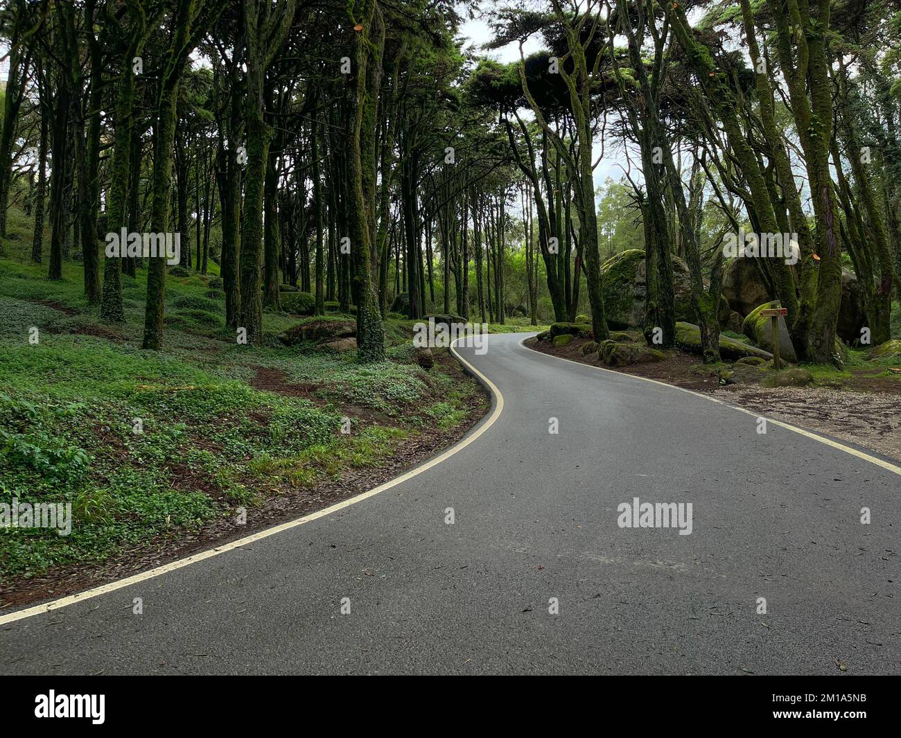 Road in a forest surrounded by old trees Stock Photo - Alamy