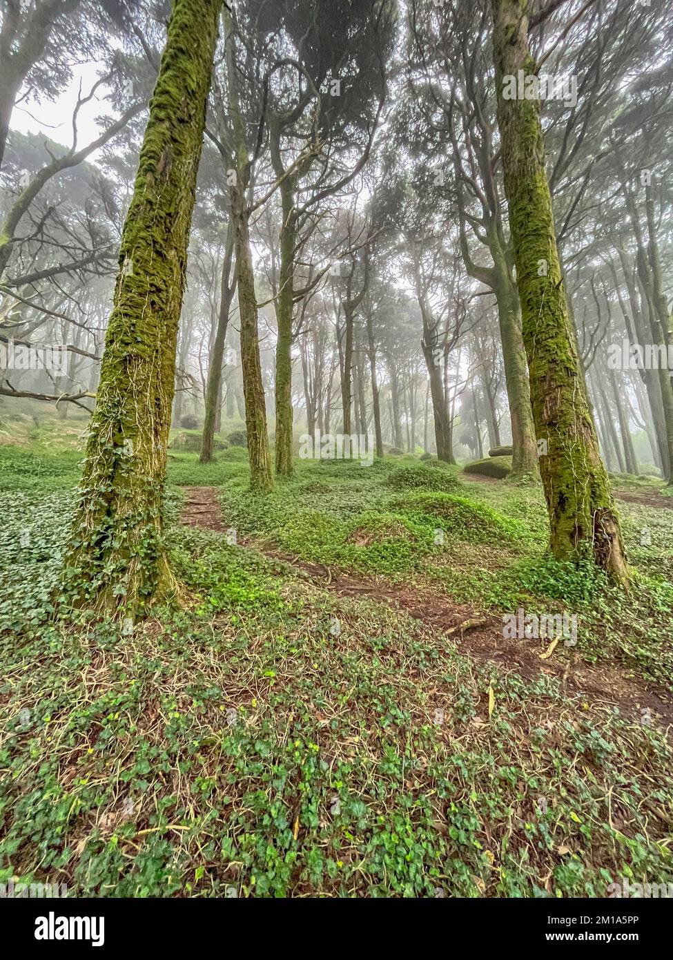 Amazing old forest with mist Stock Photo - Alamy