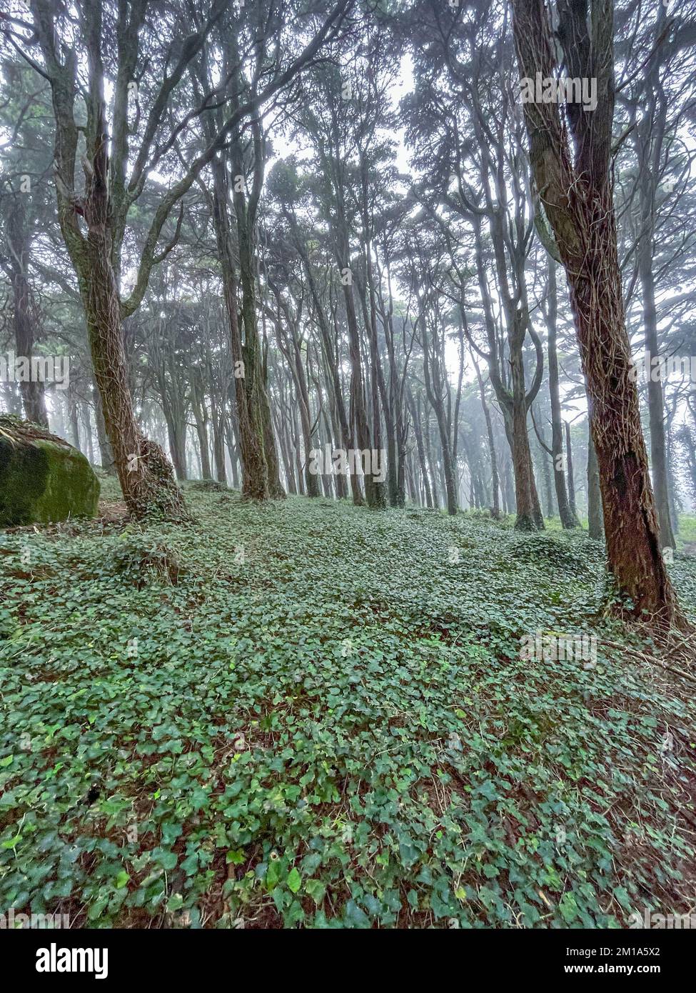 Old forest mist hi-res stock photography and images - Alamy