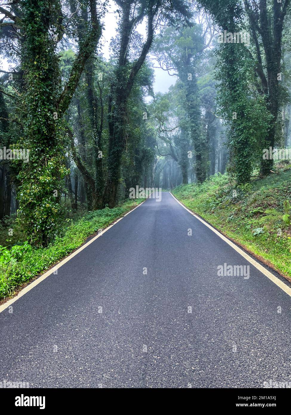 Road in a forest covered with mist and surrounded by old trees Stock ...