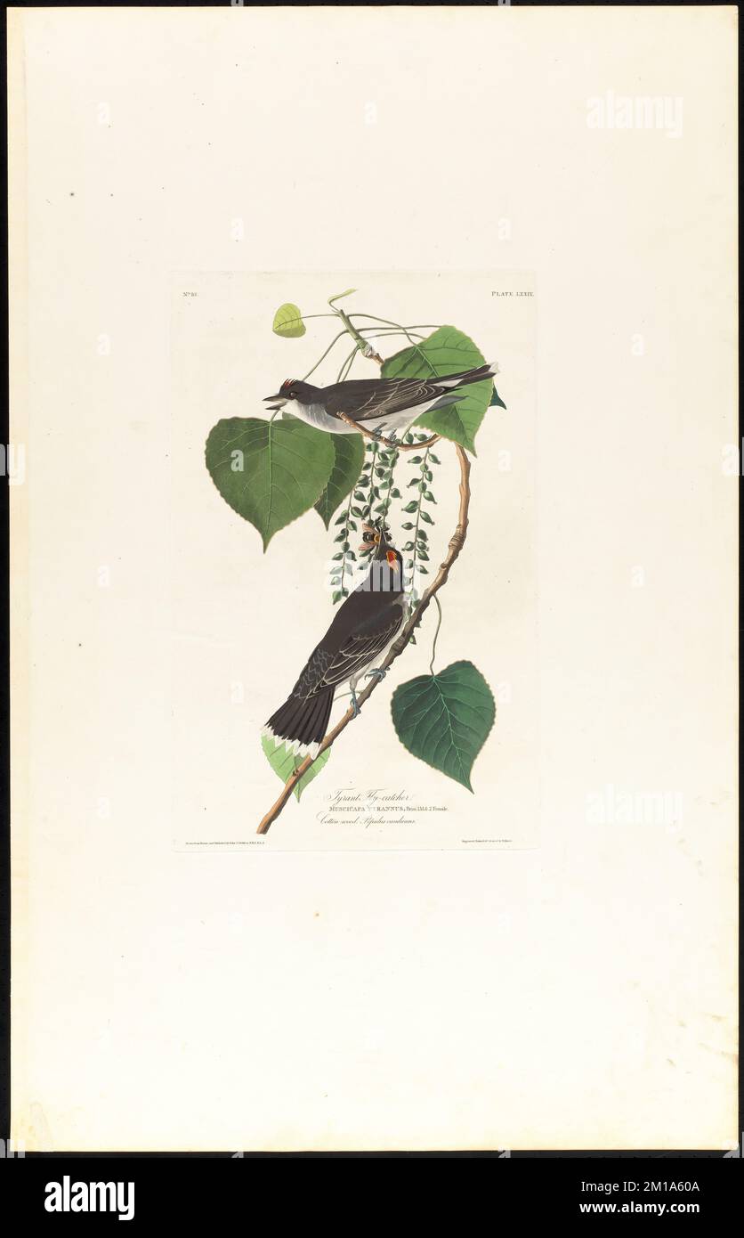 Tyrant fly-catcher : Muscicapa tyrannus, Briss. 1, M & 2, Female ...