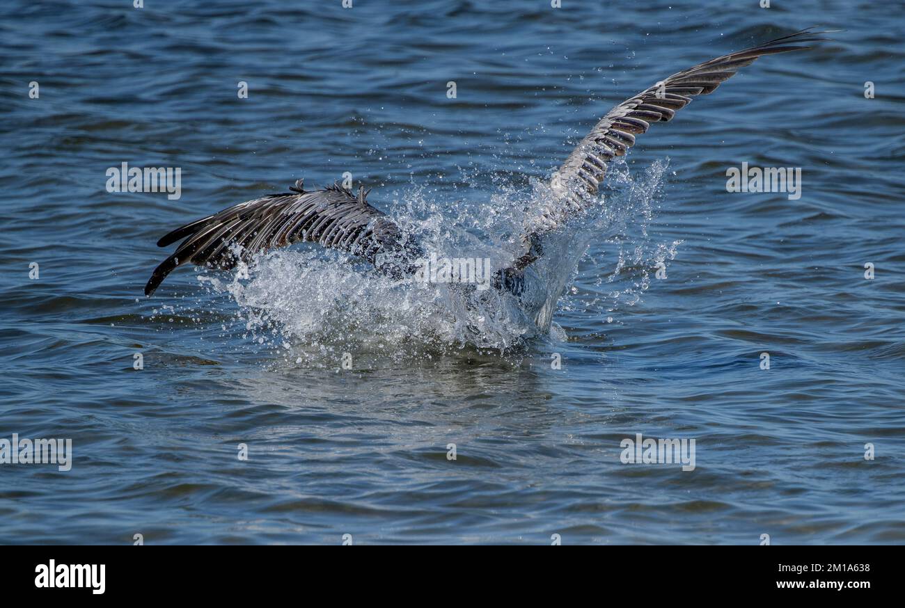 Brown pelican, Pelecanus occidentalis, diving for fish in a shallow ...