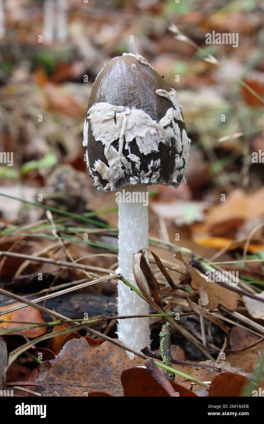 mushrooms in autumn Stock Photo - Alamy