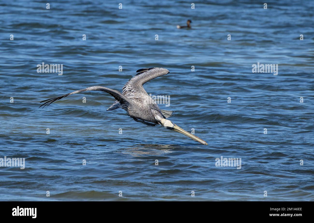 Brown pelican, Pelecanus occidentalis, diving for fish in a shallow ...
