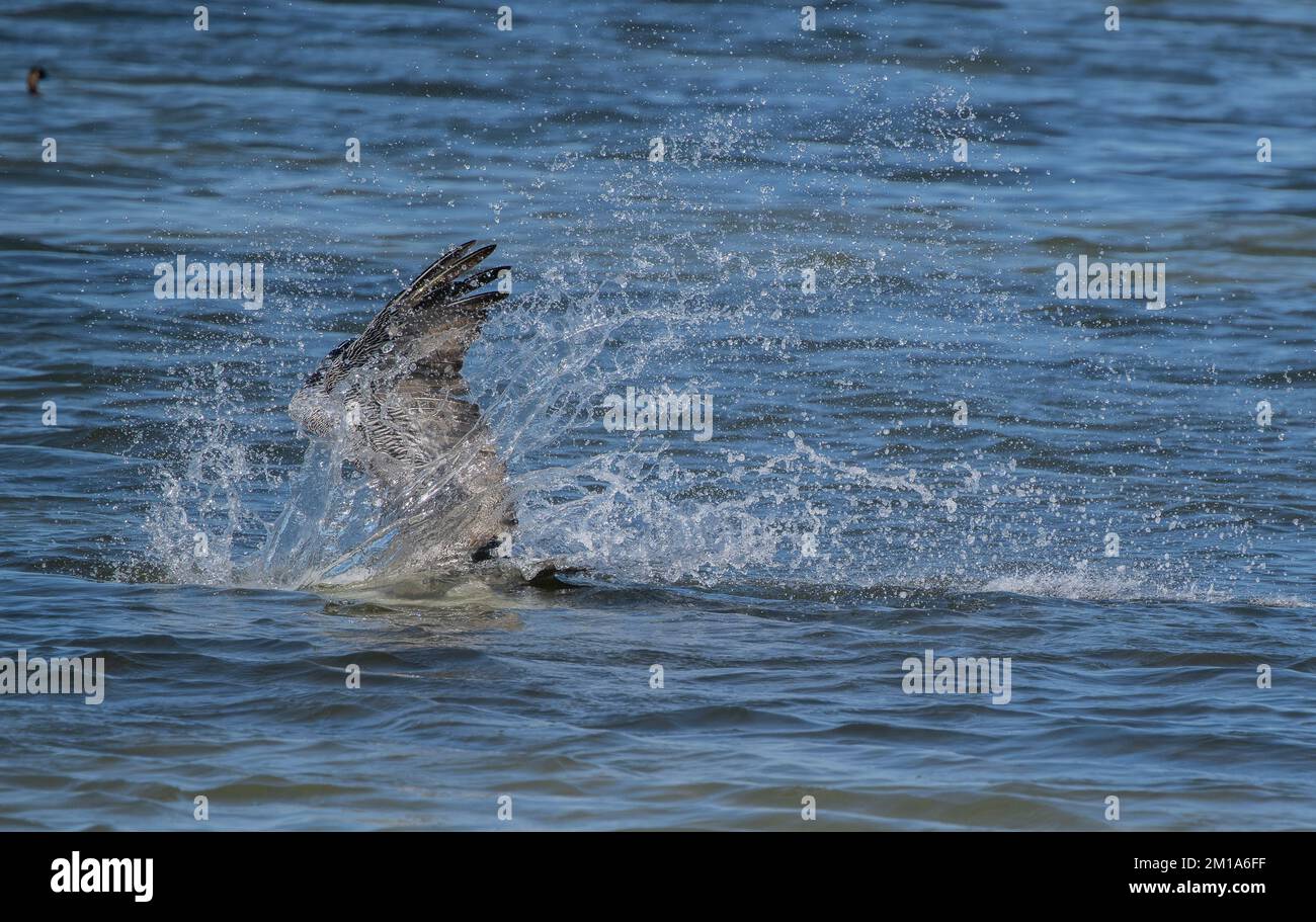 Brown pelican, Pelecanus occidentalis, diving for fish in a shallow ...