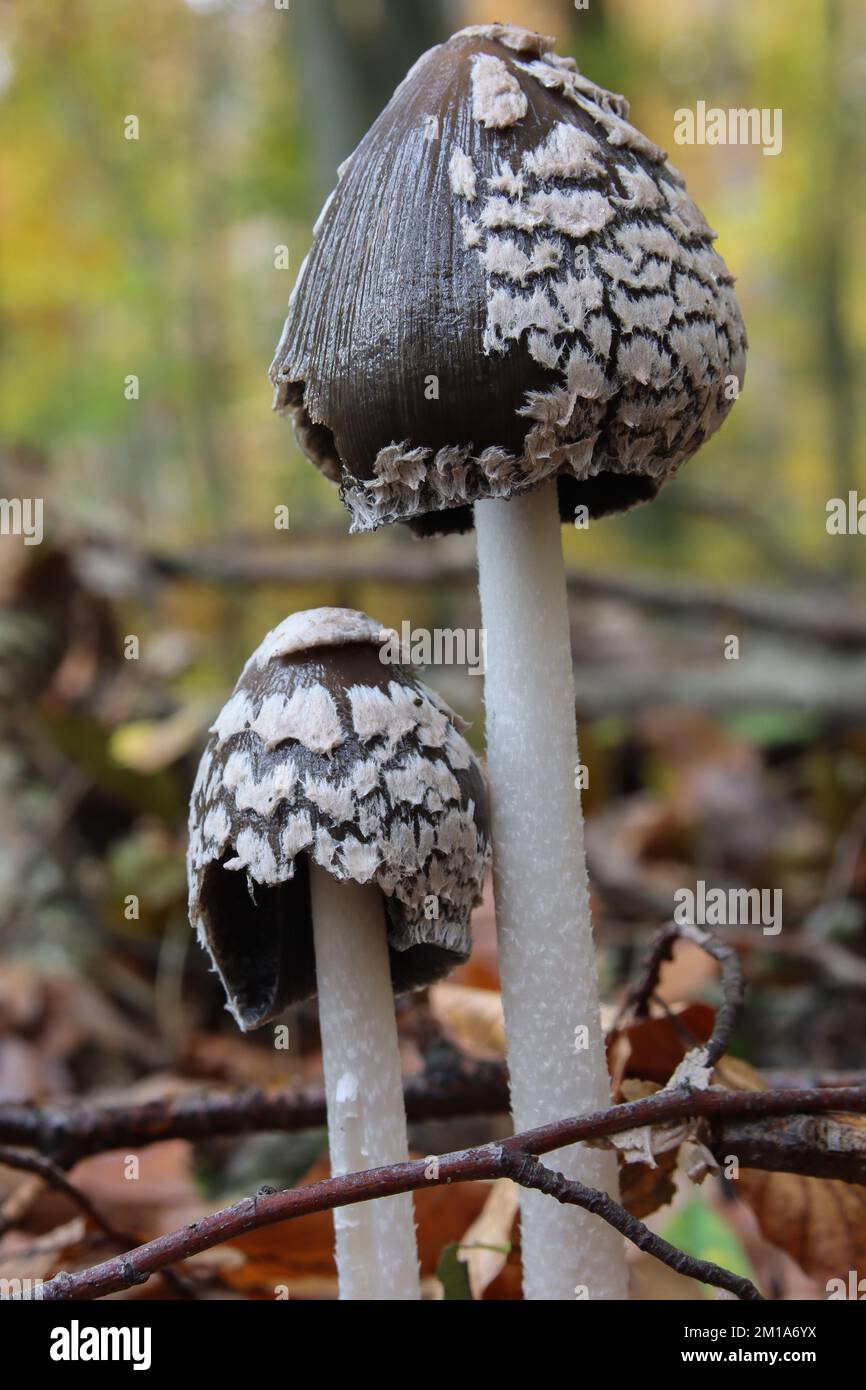 mushrooms in autumn Stock Photo - Alamy