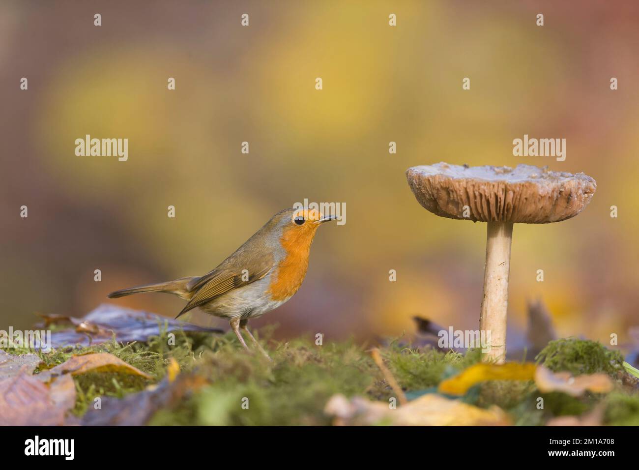 European robin Erithacus rubecula, adult standing on woodland floor ...