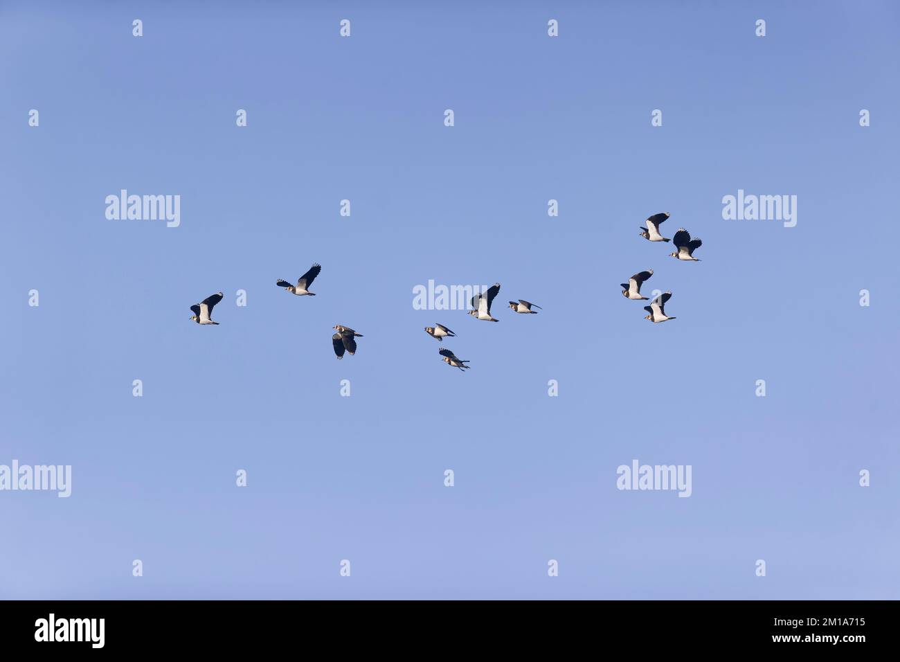 Northern lapwing Vanellus vanellus, flock flying, RSPB Minsmere Nature ...