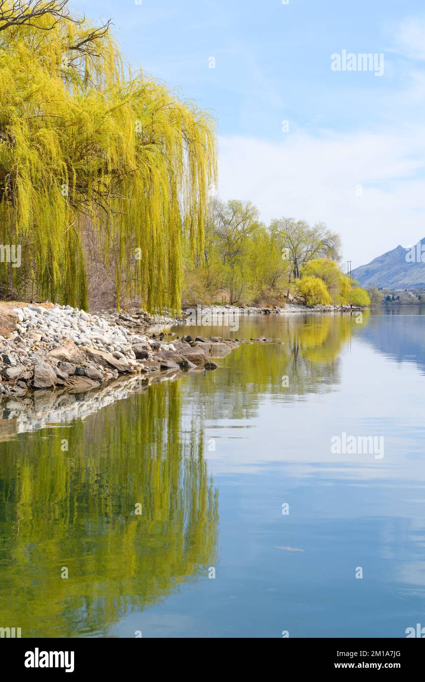 Willow trees on river bank hi-res stock photography and images - Alamy