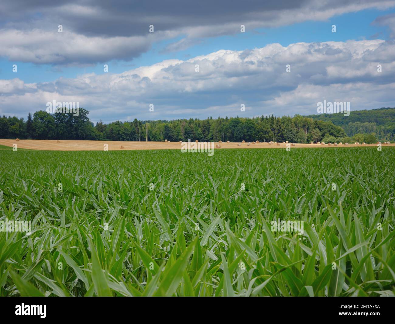 a cornfield somewhere on the france switzerland border in summer cloudy ...