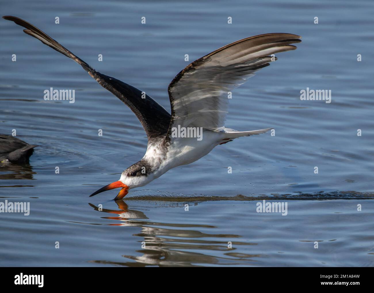 Black Skimmer, Rynchops niger, in flight, feeding by skimming the ...