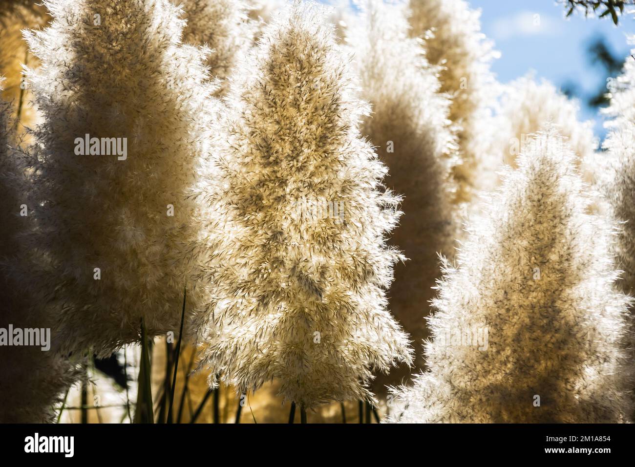 Sunlight being captured by delicate plants as it passes through them in ...