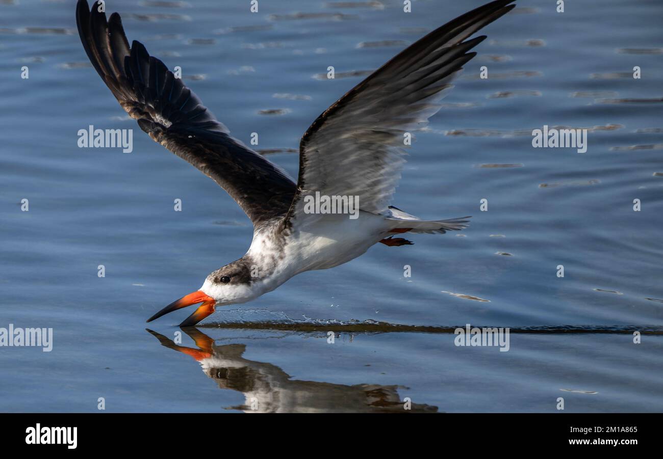 Black Skimmer, Rynchops niger, in flight, feeding by skimming the ...
