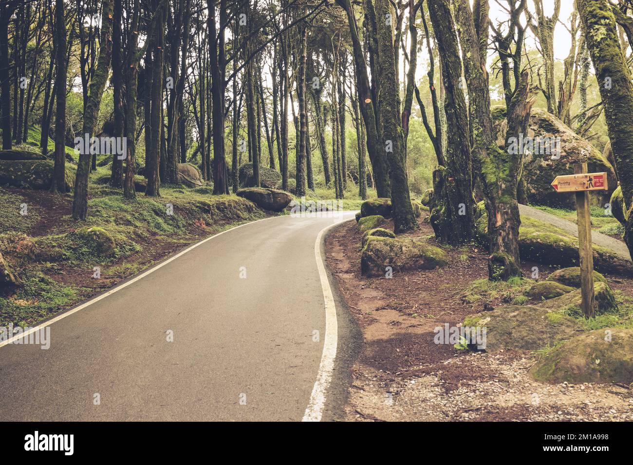 Road in a forest surrounded by old trees Stock Photo - Alamy