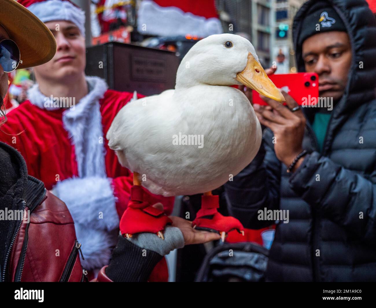 New York, New York, USA. 11th Dec, 2022. A Christmas goose. Not quite ...