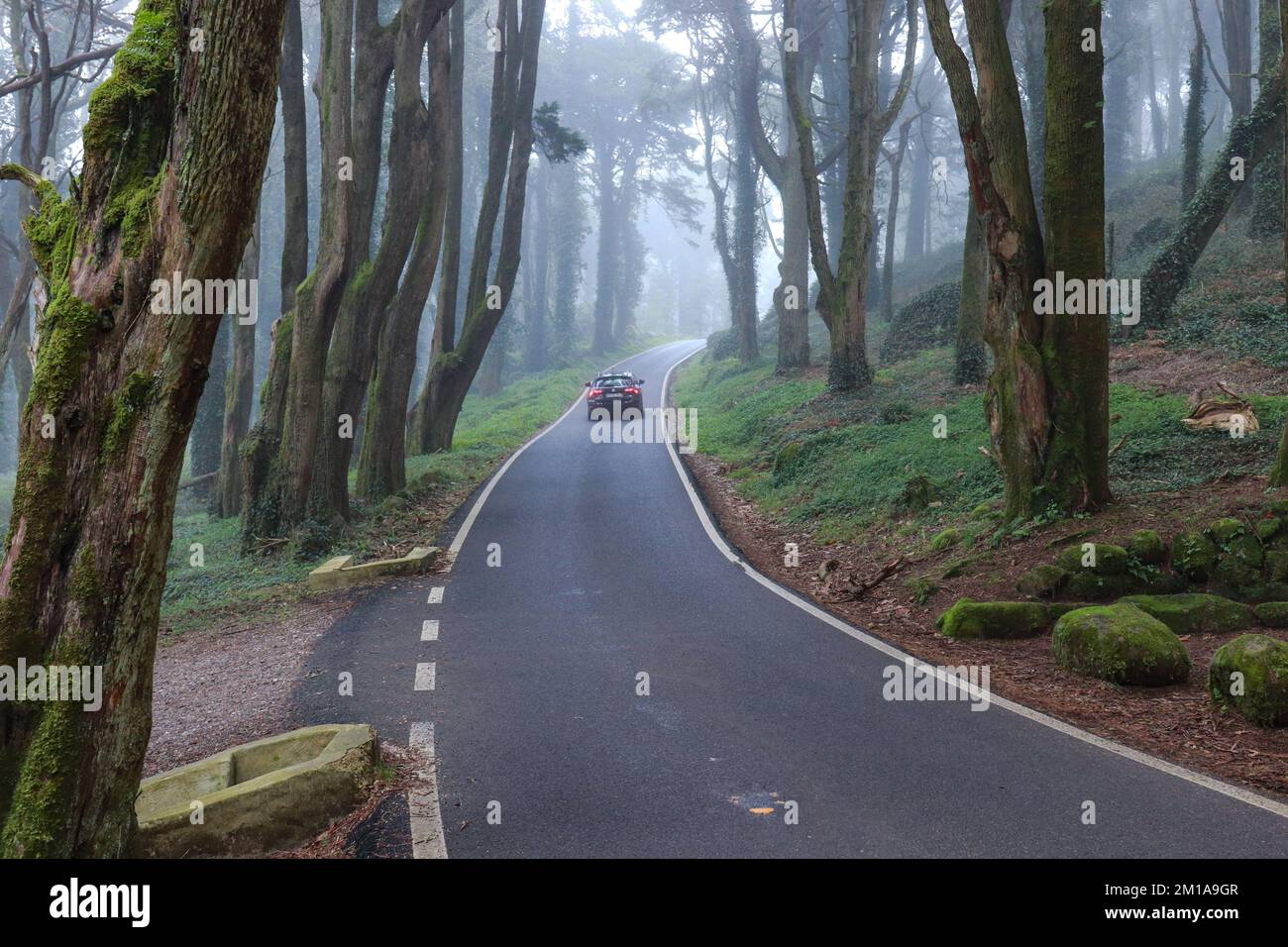 Road in a forest covered with mist and surrounded by old trees Stock ...
