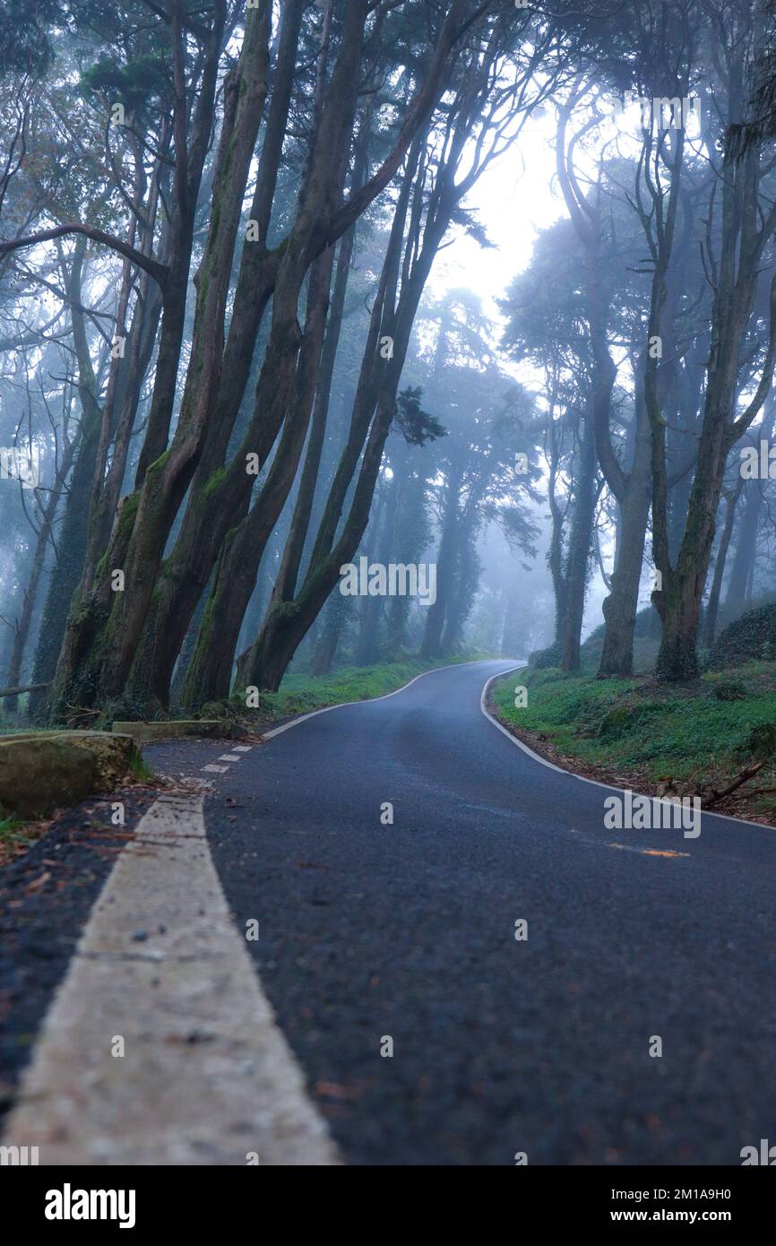 Road in a forest covered with mist and surrounded by old trees Stock ...