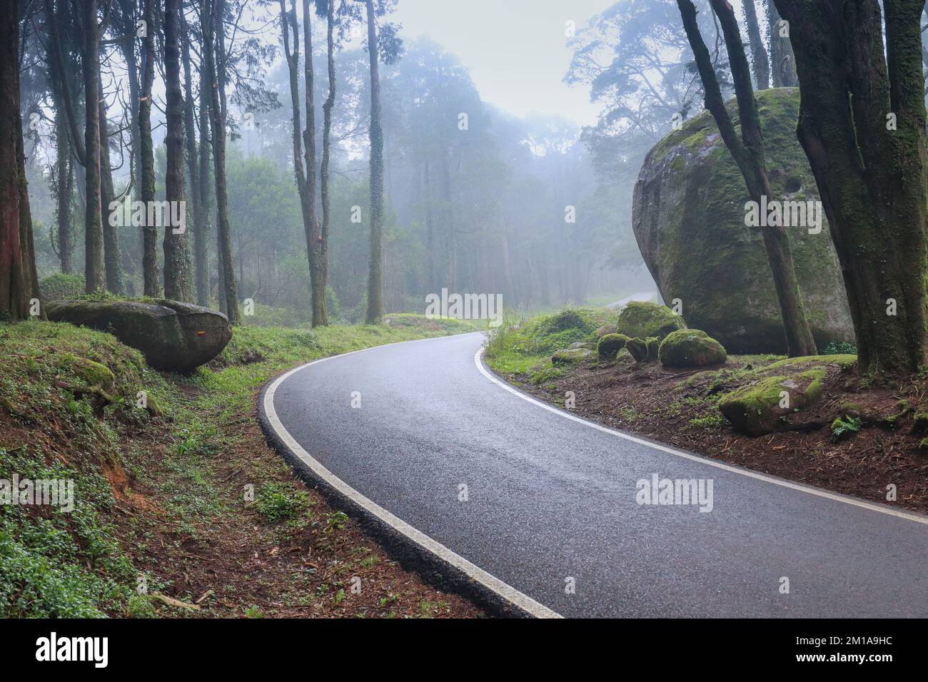 Road in a forest covered with mist and surrounded by old trees Stock ...