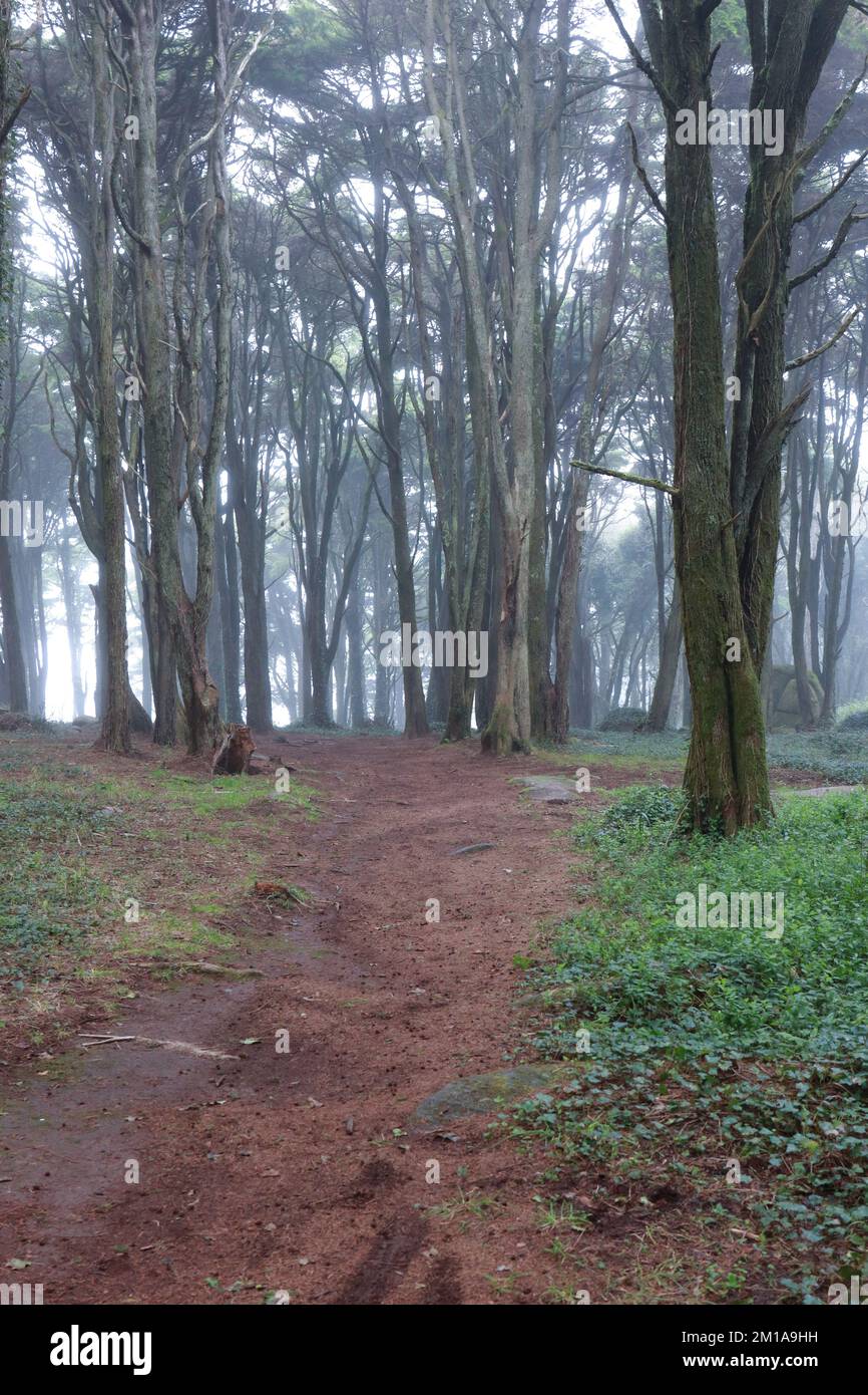 Amazing old forest with mist Stock Photo - Alamy
