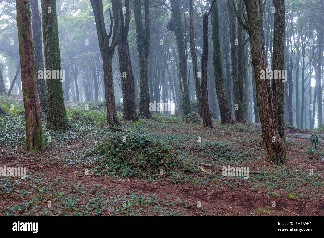 Amazing old forest with mist Stock Photo - Alamy