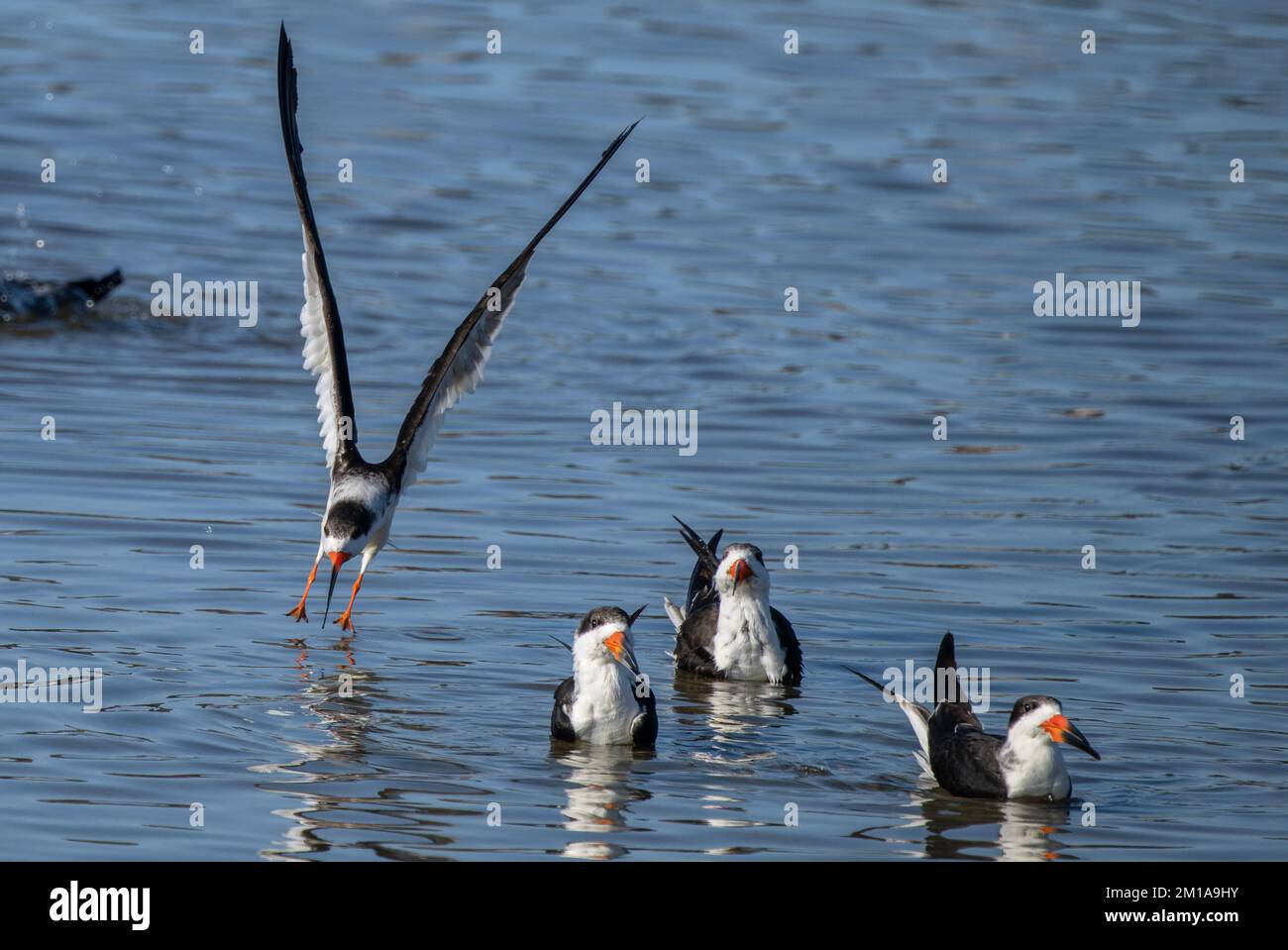 Black Skimmer, Rynchops niger, in flight over feeding area - a shallow ...