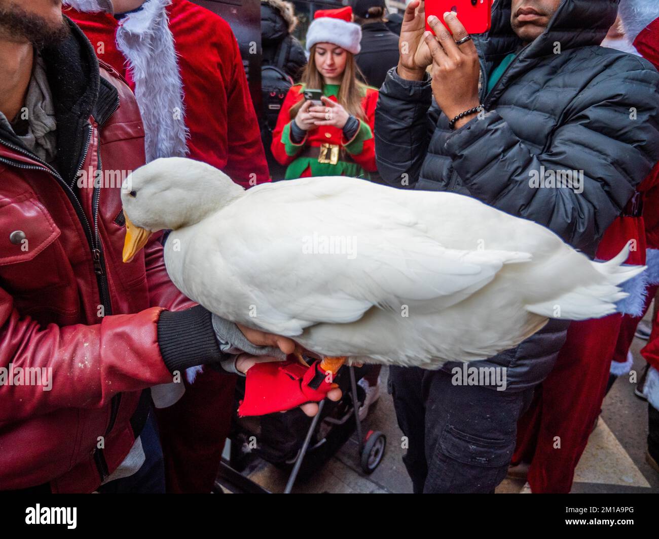 Wrinkle duck hi-res stock photography and images - Alamy