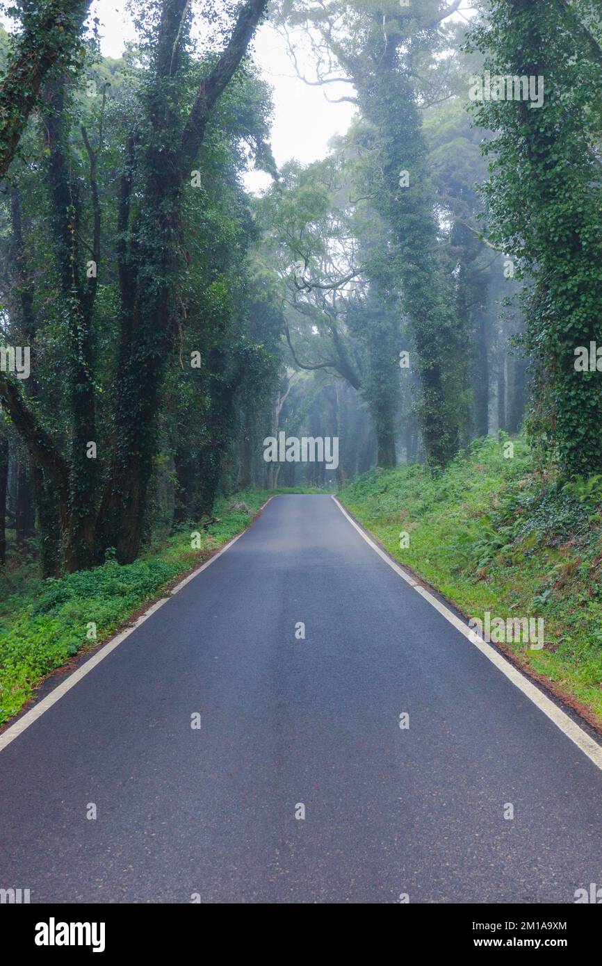 Road in a forest covered with mist and surrounded by old trees Stock ...