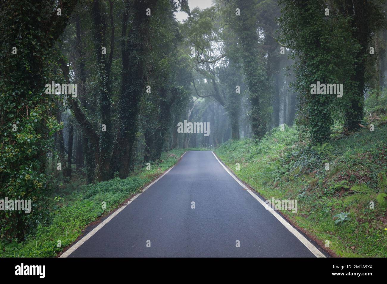 Road in a forest covered with mist and surrounded by old trees Stock ...