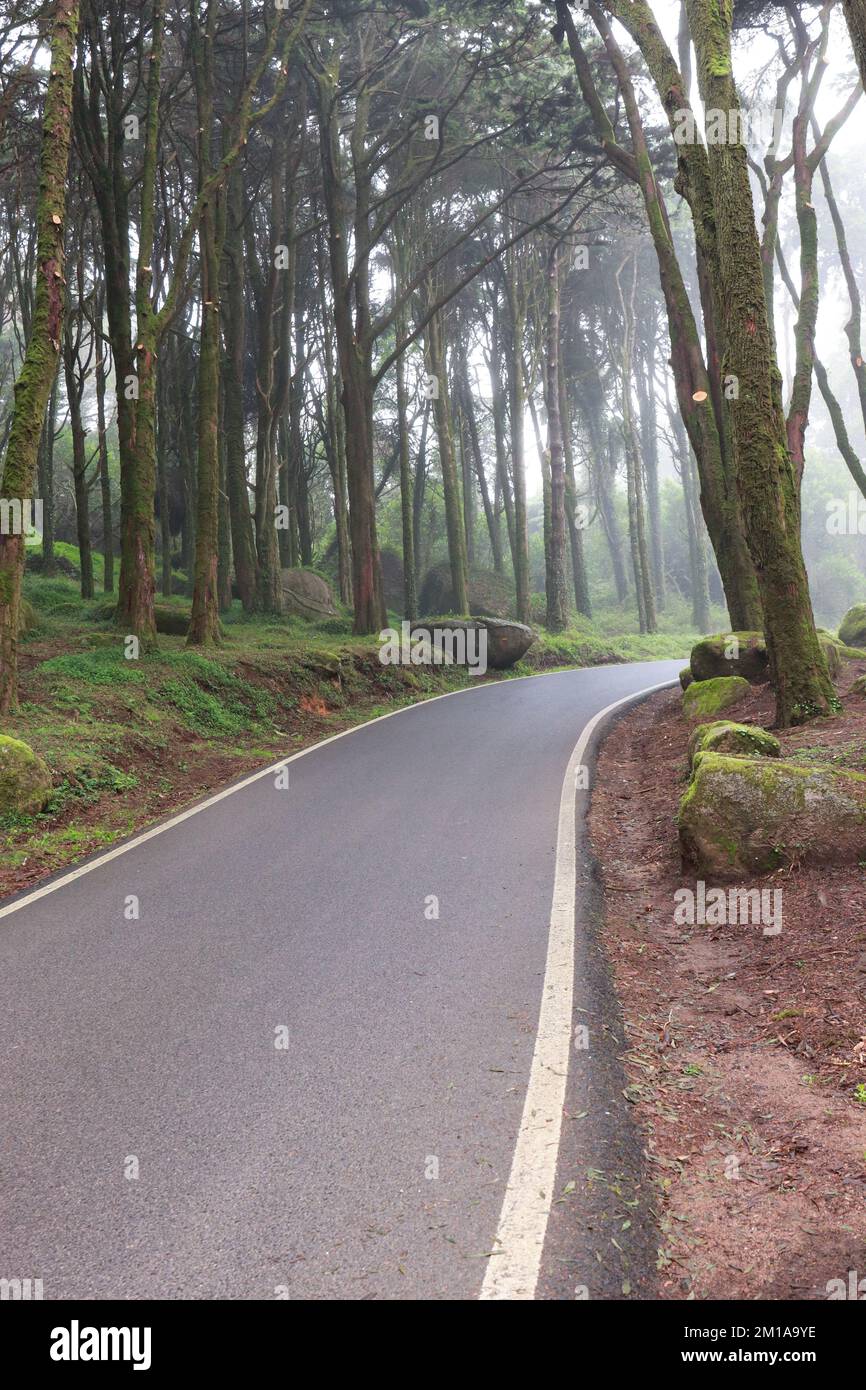 Road in a forest covered with mist and surrounded by old trees Stock ...
