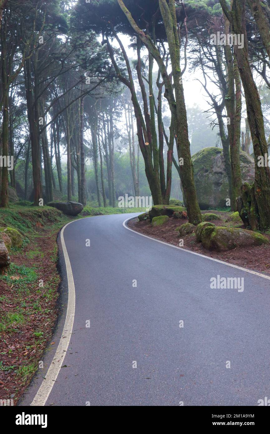 Road in a forest covered with mist and surrounded by old trees Stock ...