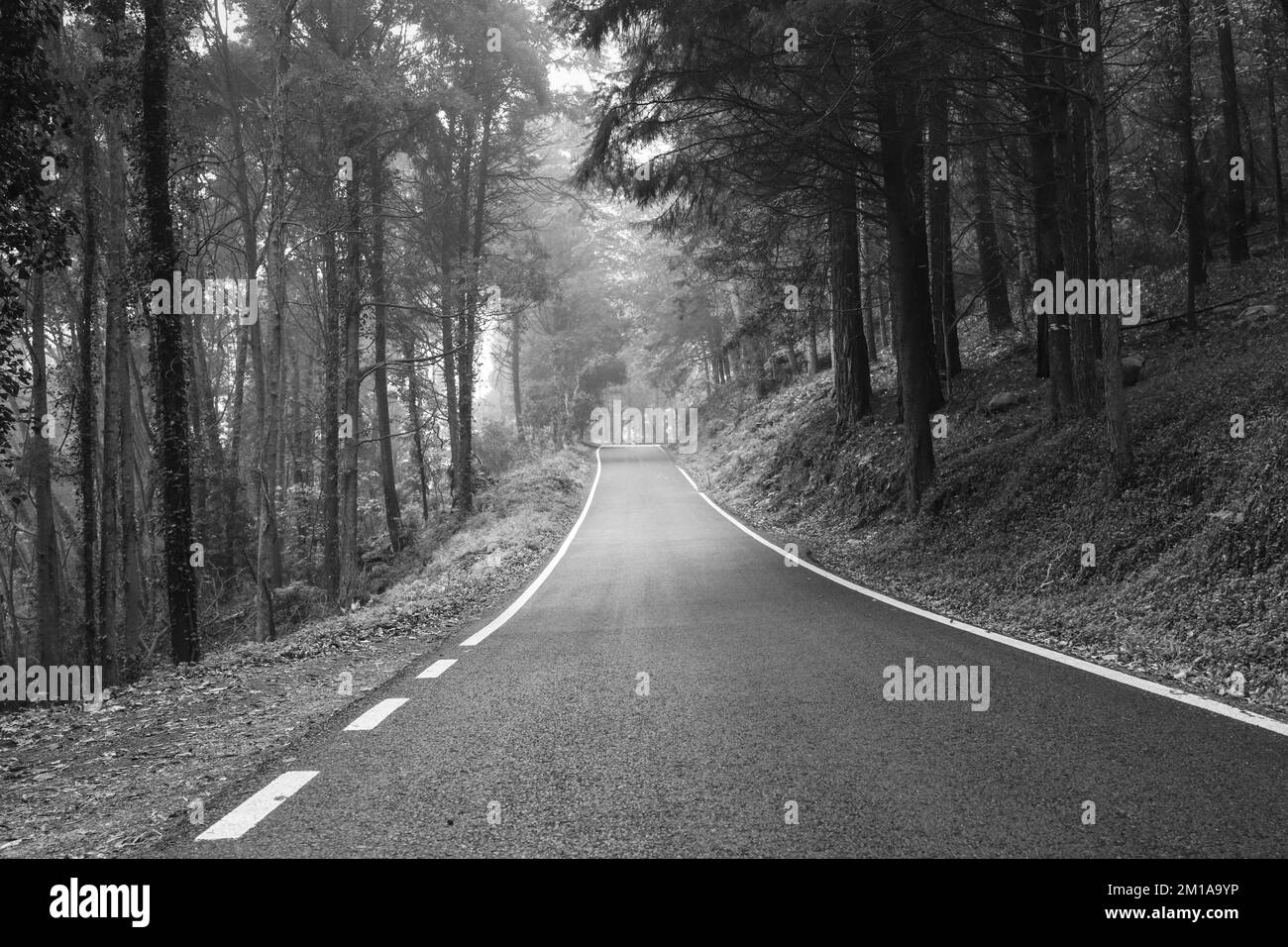 Road in a forest covered with mist and surrounded by old trees Stock ...