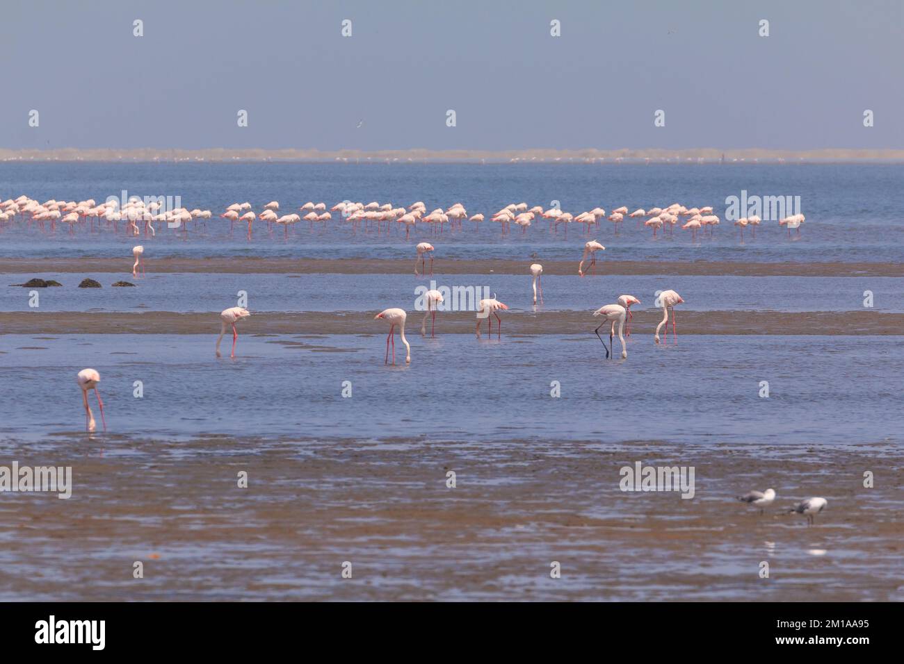 African coast of the Atlantic. Colony of pink flamingos. Interesting ...