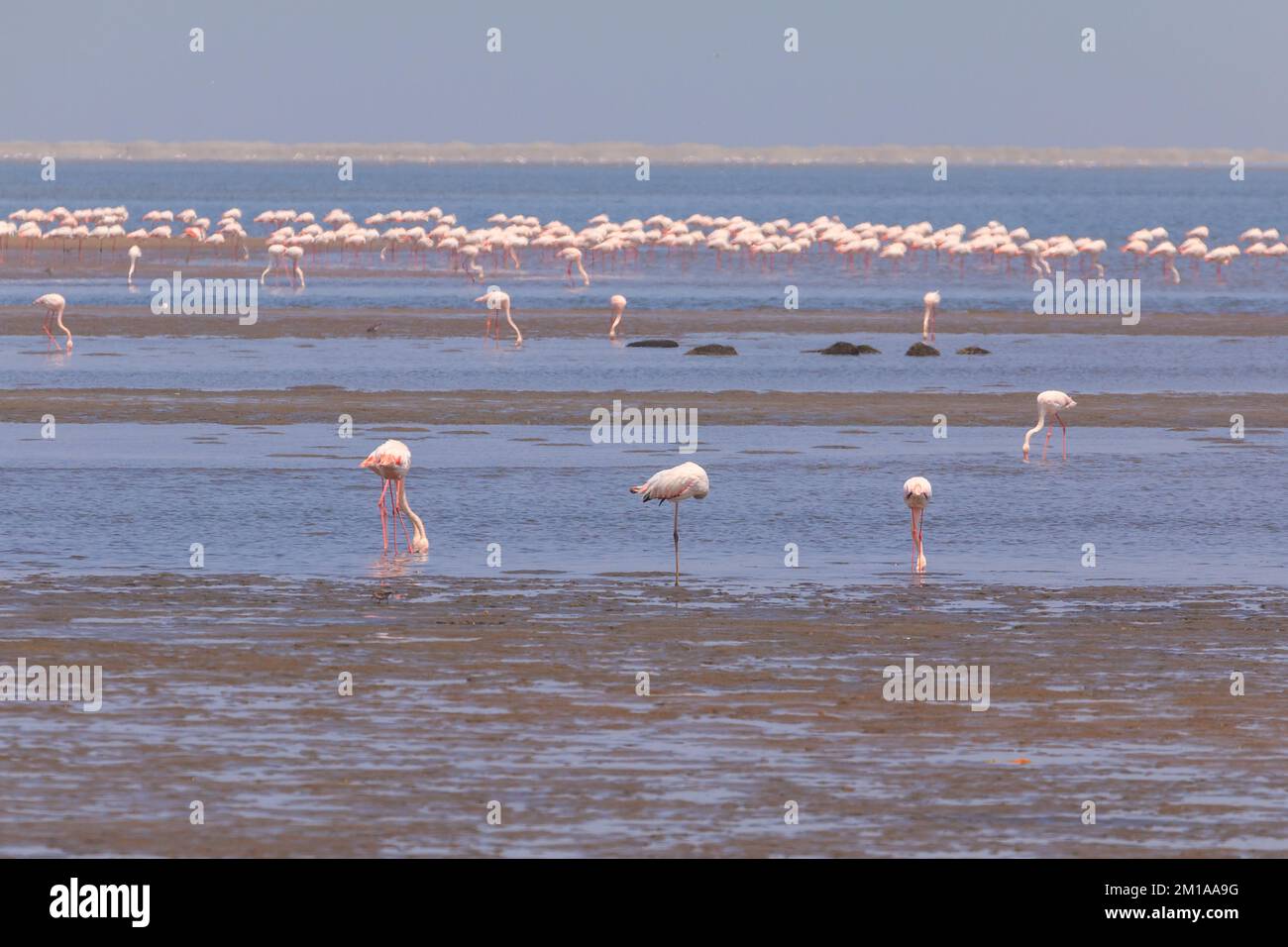 African coast of the Atlantic. Colony of pink flamingos. Interesting ...