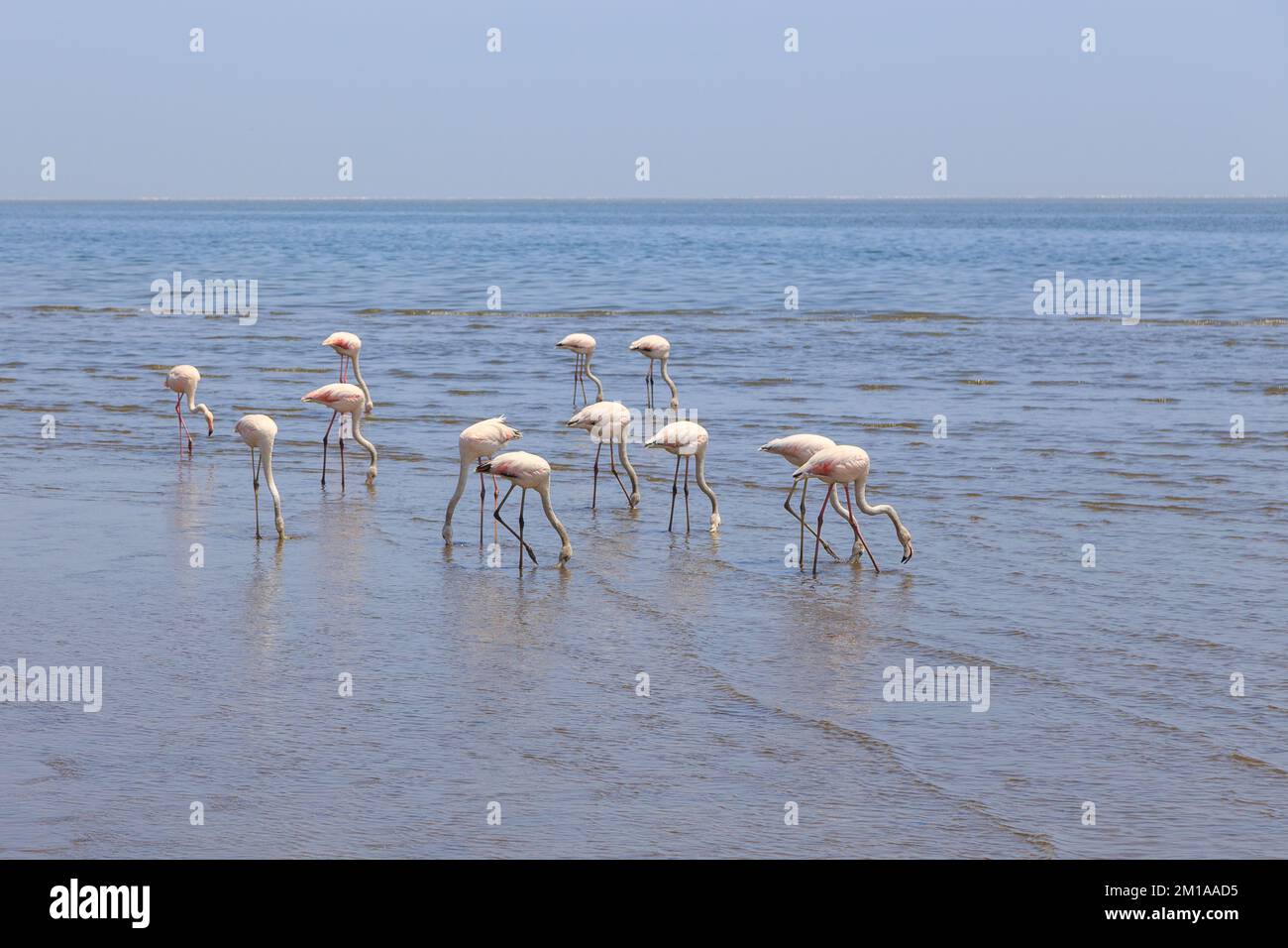 African coast of the Atlantic. Colony of pink flamingos. Interesting ...