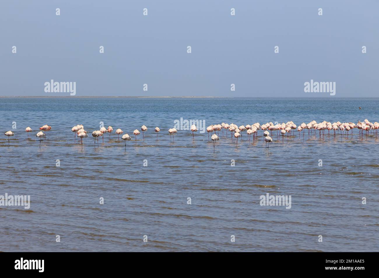 African coast of the Atlantic. Colony of pink flamingos. Interesting ...