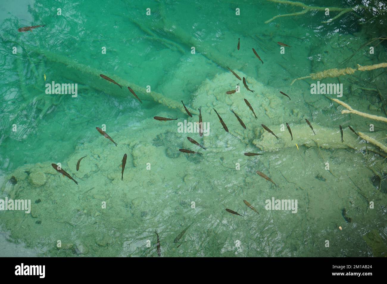 A closeup shot of a small lake and a flock of fish swimming in a bright ...